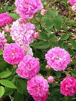 Planering roligare än plantering? | Trädgård iFokus